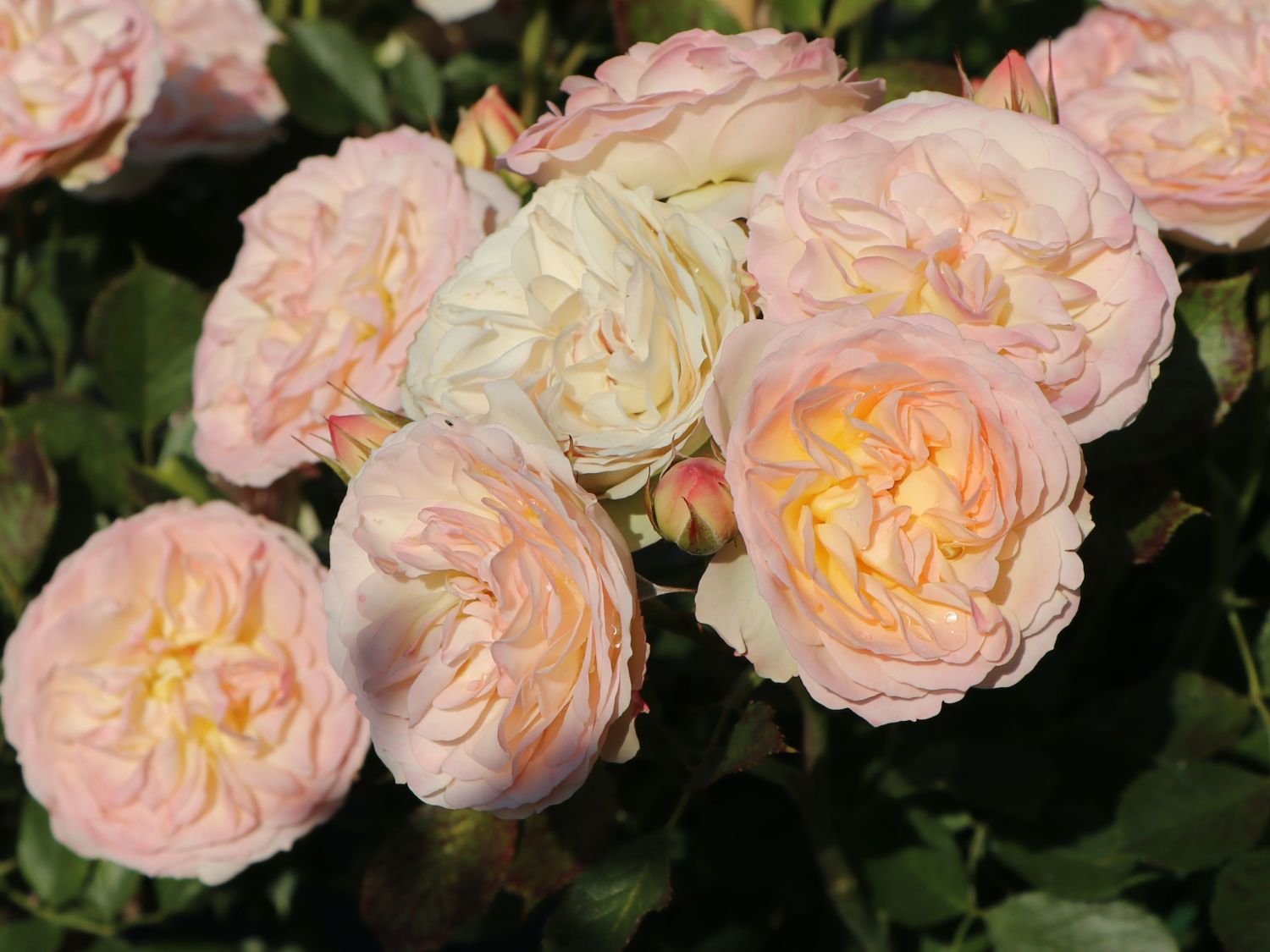 Pastella® Prémium – Attila Garden Rose